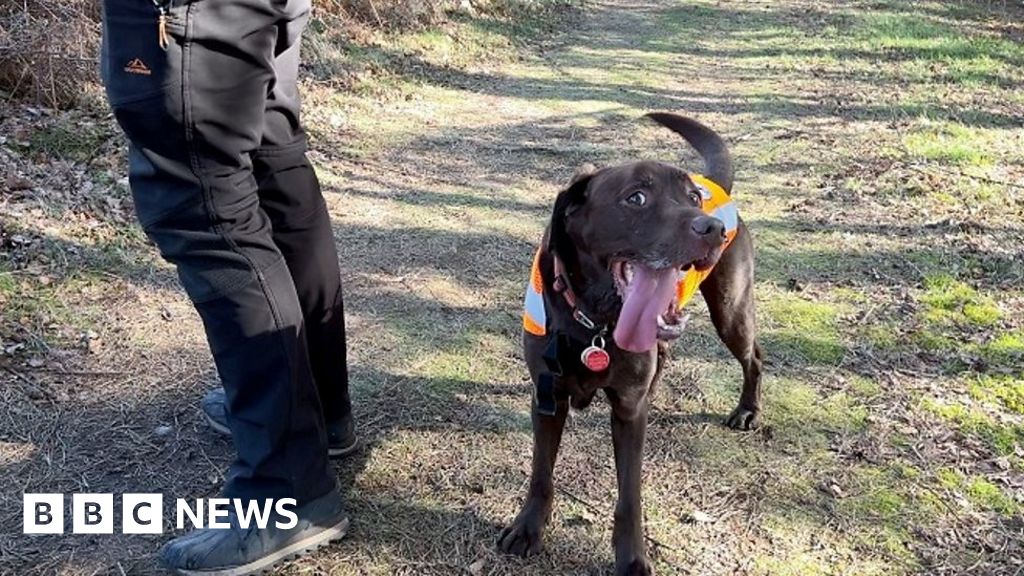 Trainee search dog taught to hunt missing people in Staffordshire