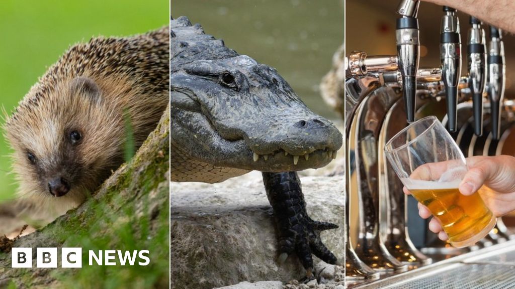 April Fool's Day: 10 stories that look like pranks but aren't - BBC News