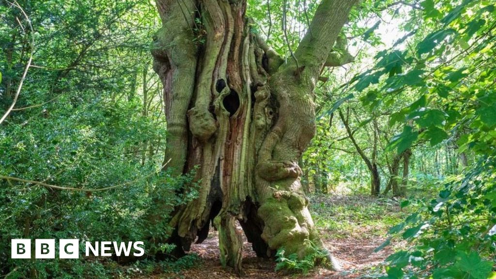 Pontypool Old Sweet Chestnut is Wales' Tree of the Year 2019 - BBC News
