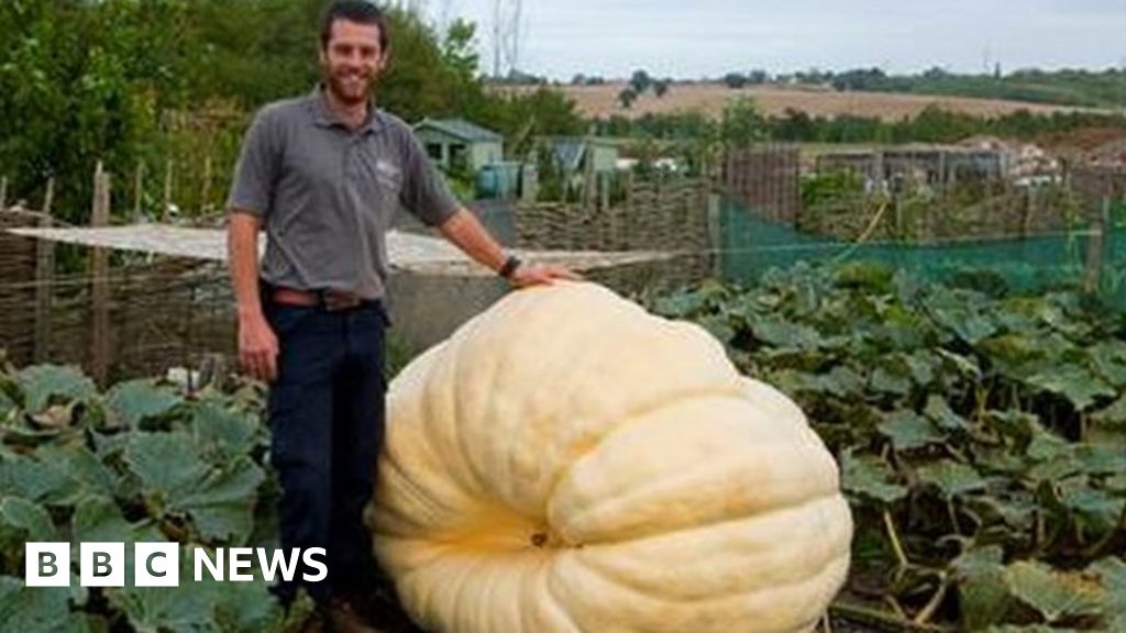 Pumpkin from 'most expensive' seed to be harvested - BBC News