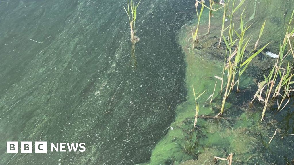 Blue-green algae discovered in Norfolk Broads water - BBC News