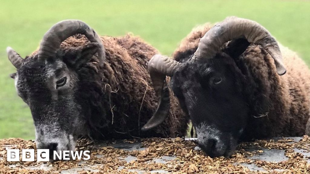 Brockswood Animal Sanctuary struggles over thefts
