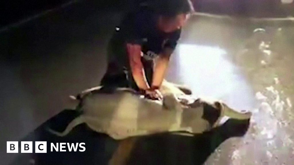 Thailand: Baby elephant in road accident saved by CPR - BBC News