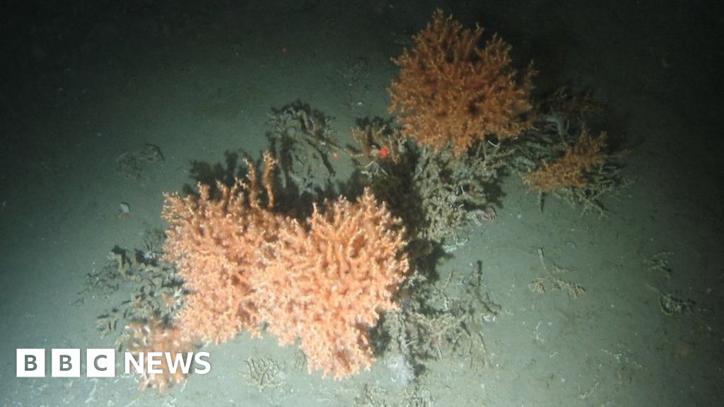 Darwin Mounds coral reef scientists check for regrowth following ...