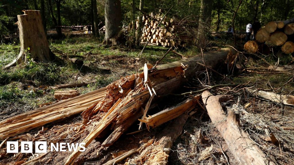 Bialowieza forest: EU threatens Poland with fine over logging - BBC News