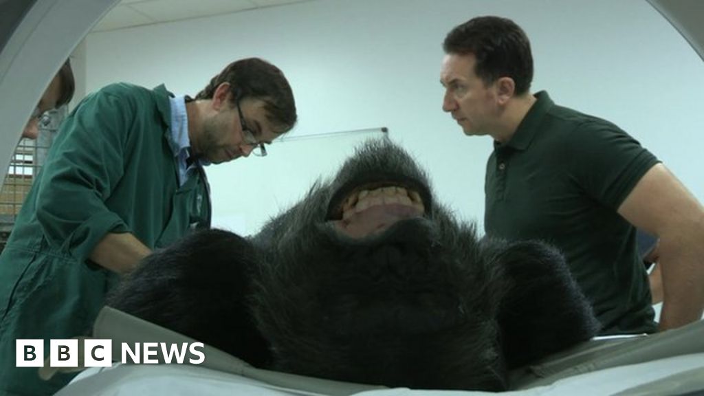 Chimpanzee gets clean bill of health after scan - BBC News