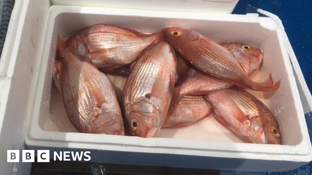 Brexit, the pound and the price of fish - BBC News