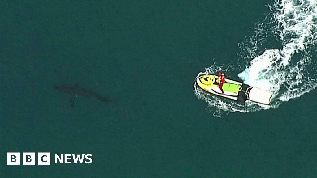 Shark attack: 'Heroic' boarders try to save surfer in New South Wales ...