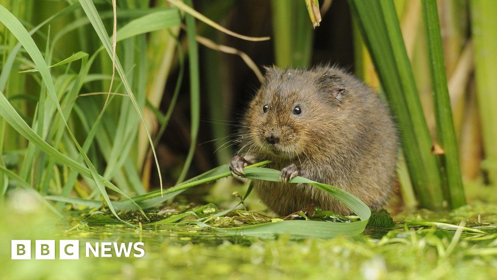 Invasive mink almost eradicated from Broads as voles recover - BBC News