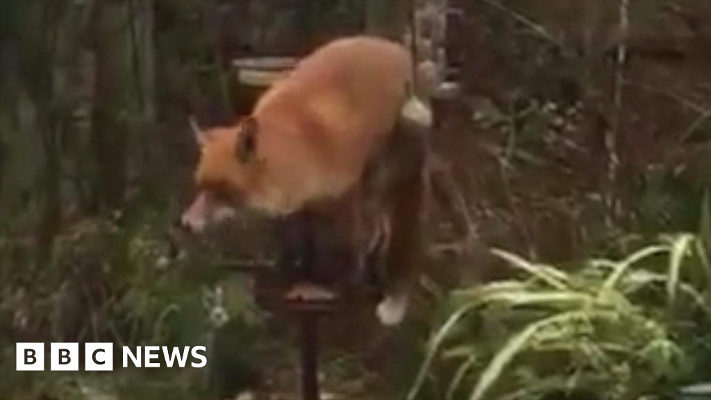 Hungry fox filmed balancing perilously on bird table - BBC News