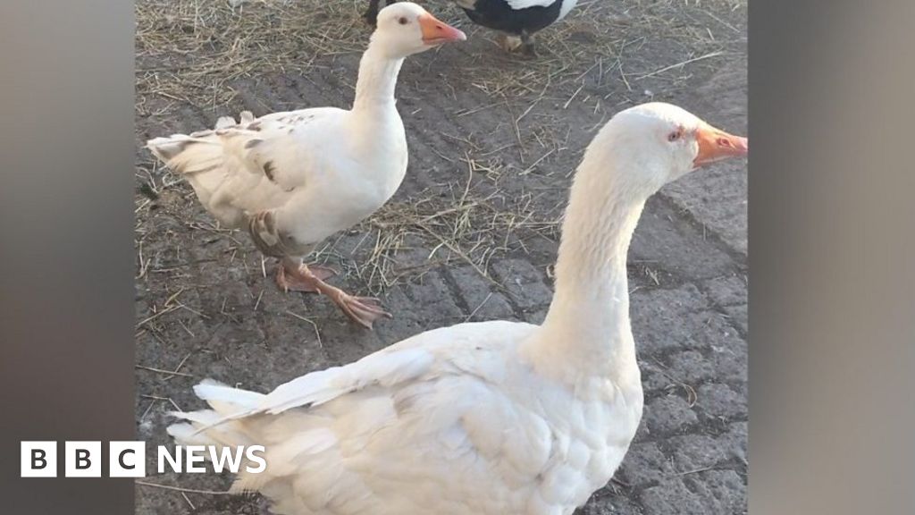Wiltshire farmer Chris Franklin greets his animals by name