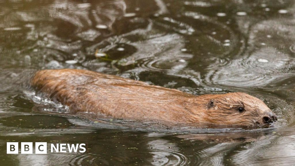 Beavers released into wild for first time on Somerset National Trust land