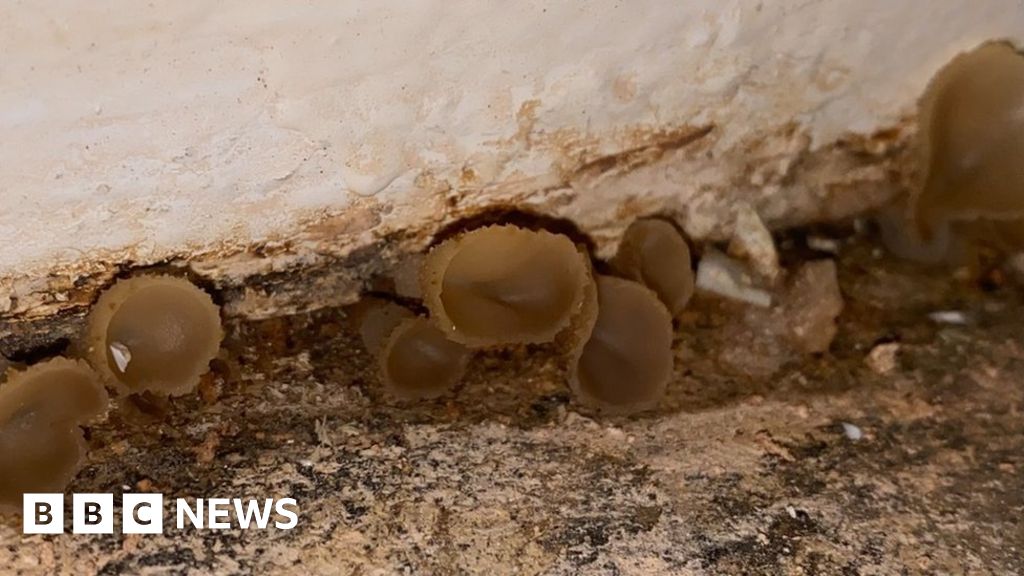 Rochdale: Mushrooms grow in home while mum waits for repairs - BBC News