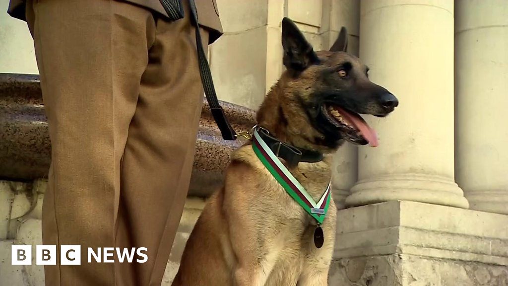 Hero dog Mali receives highest award for gallantry - BBC News