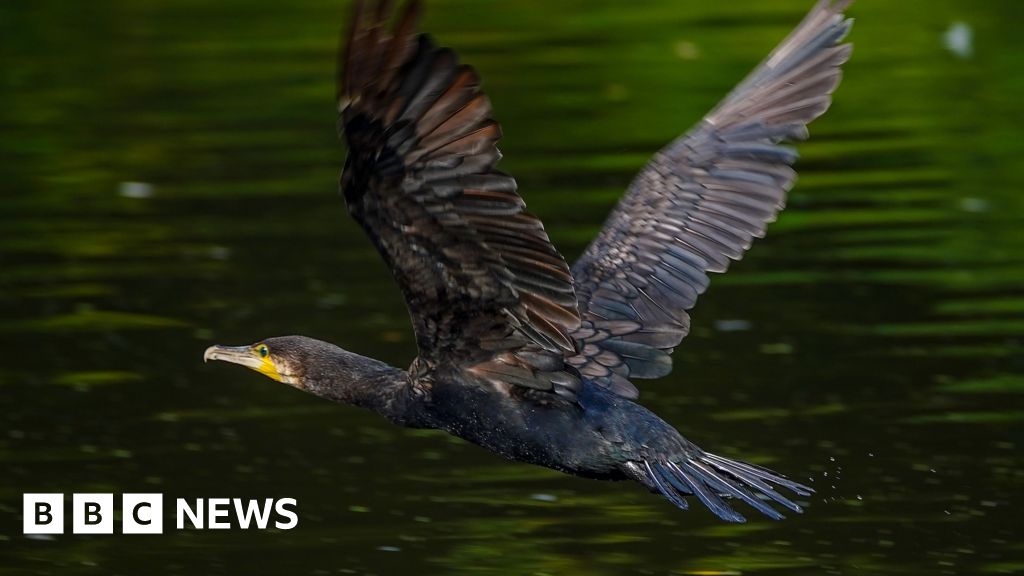Fishing: Welsh anglers want cull of birds devouring river stocks