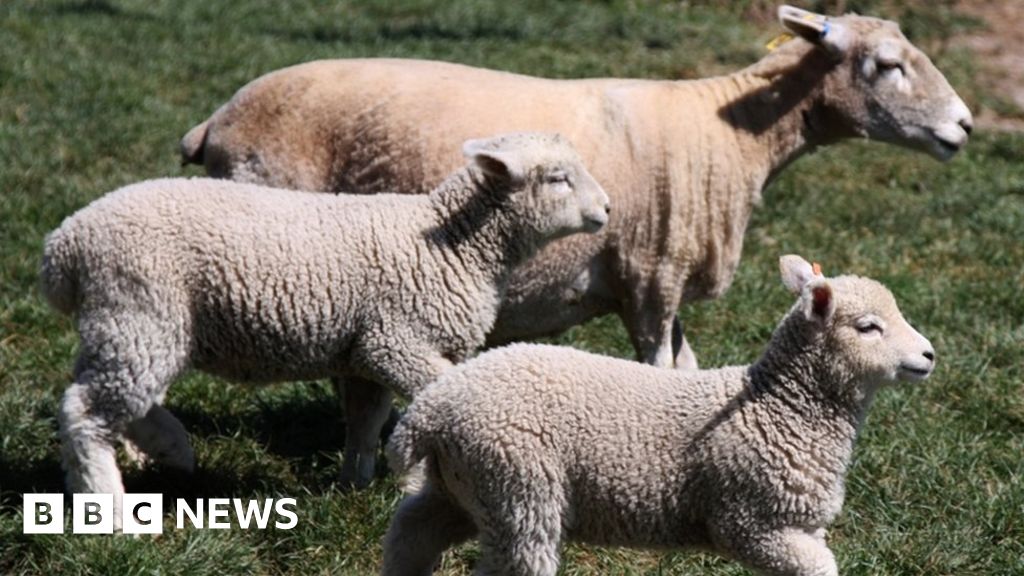 Dog owners warned 'no excuse' for sheep worrying - BBC News