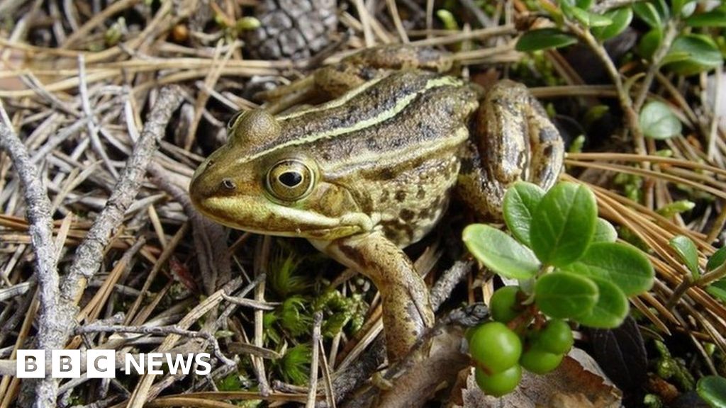 More than 1,400 frogs and toads saved on Denbighshire road