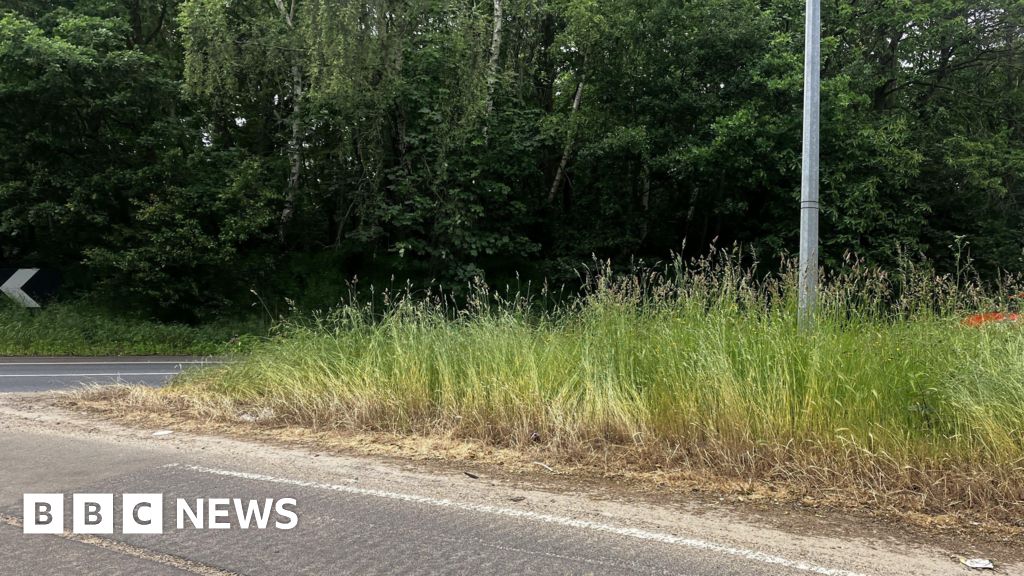 Tall grass at Ipswich roundabout prompts accident fear - BBC News