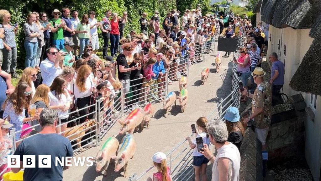 Dawdling pigs go backwards during annual 'race' in Bishopstone