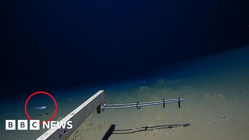 WATCH: Deepest ever fish to be spied on camera - BBC News