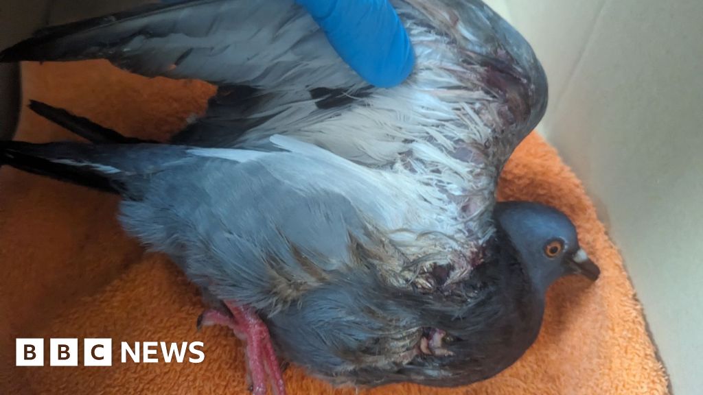 Maidstone: RSPCA appeal after bird catapult attack in park - BBC News