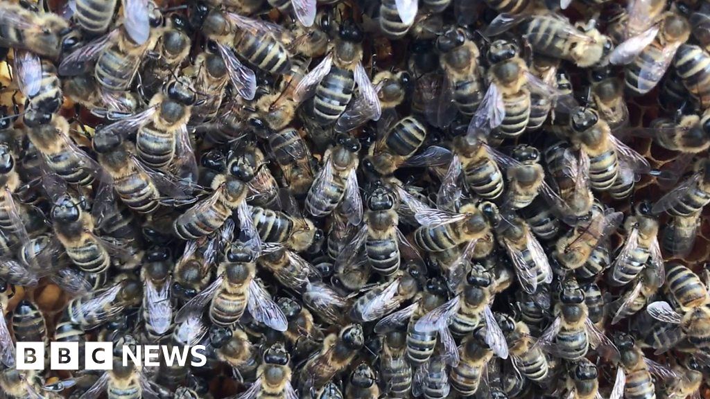 Bees' buzzing to be live-streamed at Coventry Cathedral - BBC News