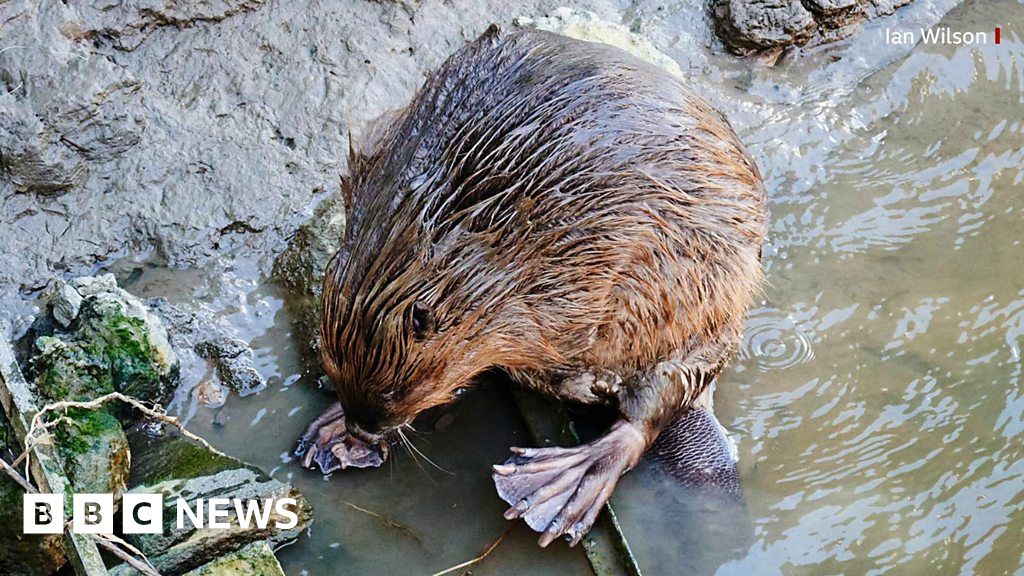 Beaver seen swimming near Bedminster Bridge in Bristol - BBC News