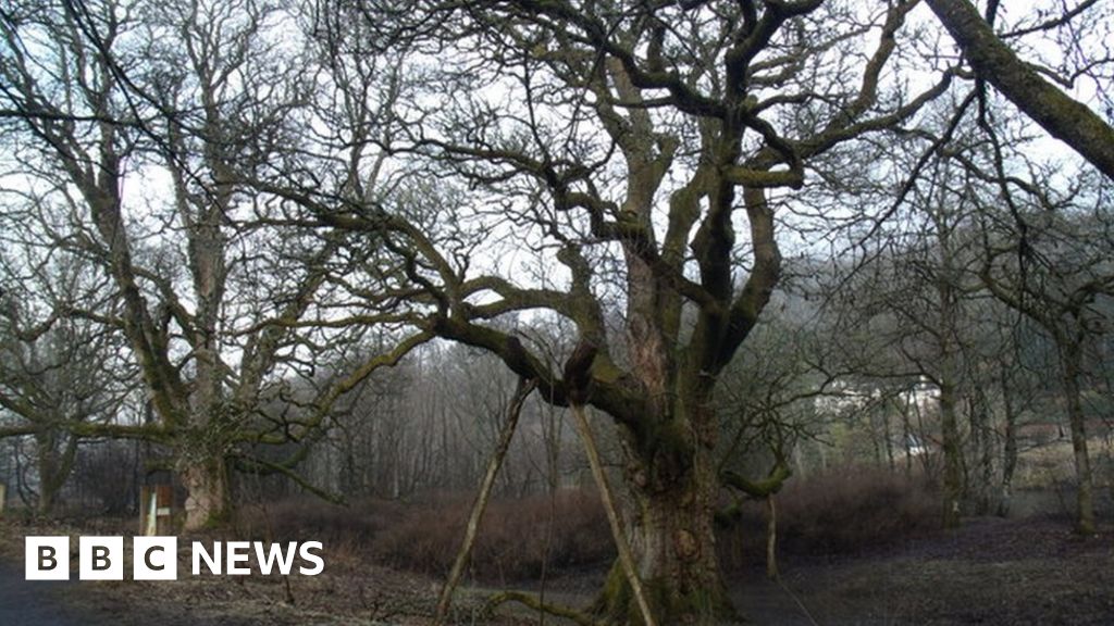Campaign to save ancient trees from 'Macbeth woods' - BBC News
