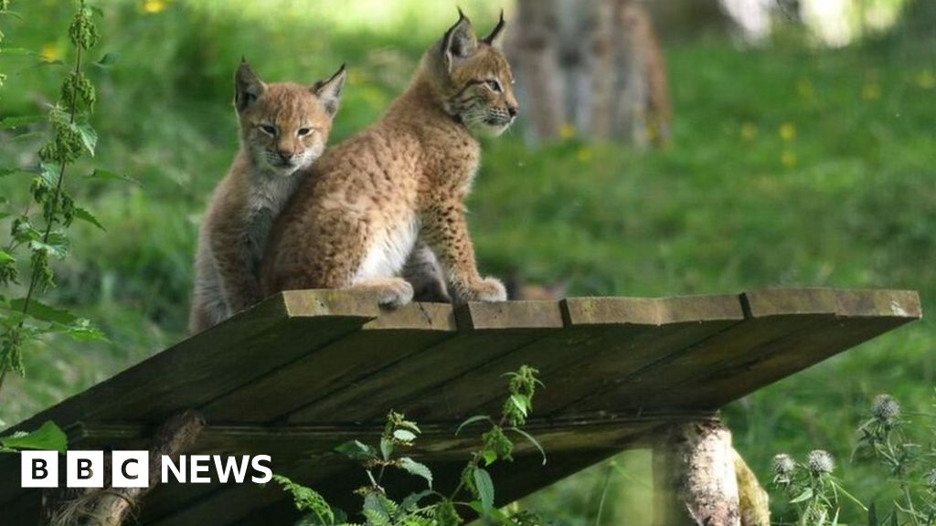 Park's new lynx cubs scout out their enclosure - BBC News