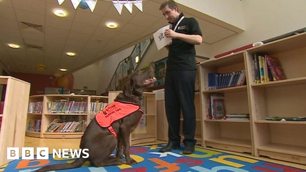 Dog helps pupils with reading at primary school in Somerset - BBC News