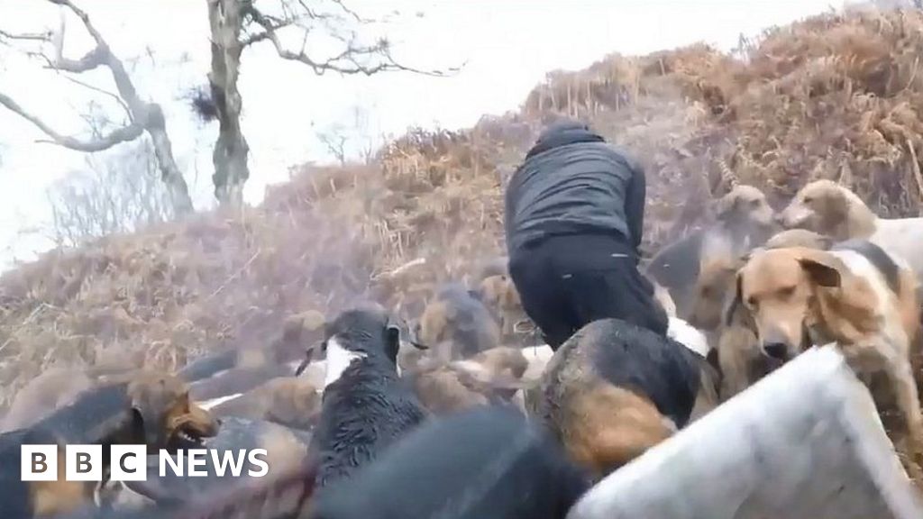 Barlow Hunt confirms fox was killed by hounds - BBC News