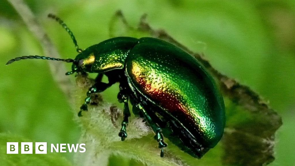 Welney wetland habitat tweaked to encourage rare beetle - BBC News