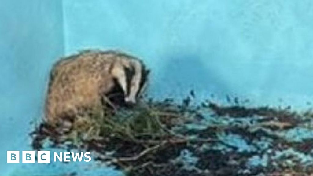 Ipswich badger in DIY swimming pool rescue - BBC News