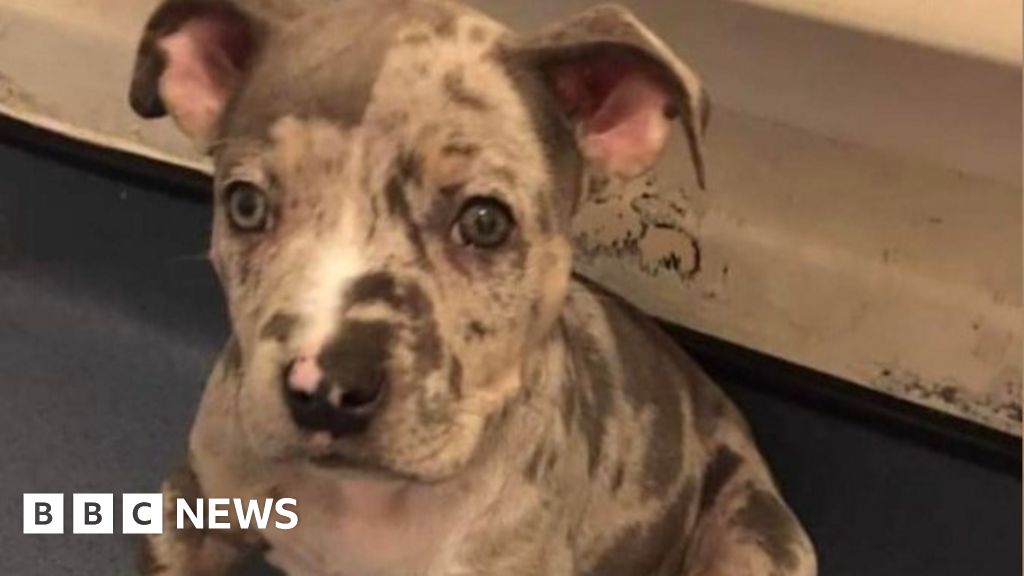 Arrests in hunt for fake police officers who stole puppy - BBC News