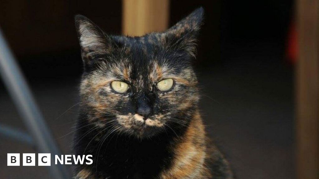 Fire rescue Tink named cat of the year - BBC News