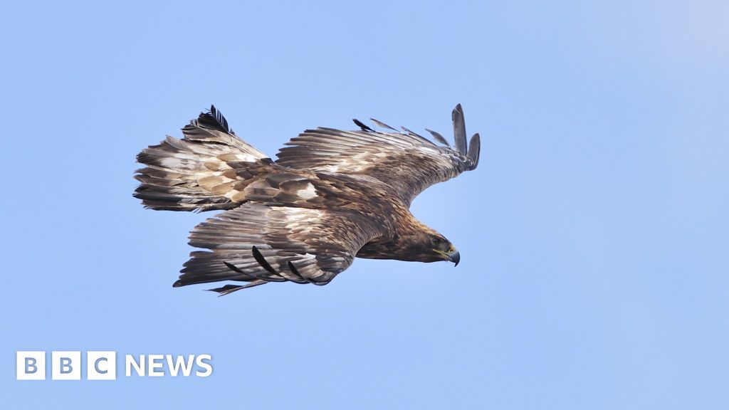 South of Scotland golden eagle project views sought - BBC News