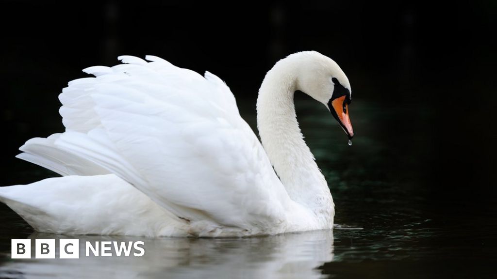 Windsor Swans: Bird flu confirmed in Queen's flock