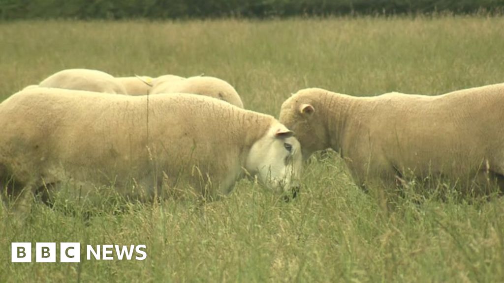 Flock of 25 sheep killed in 'monstrous' attacks in Northamptonshire
