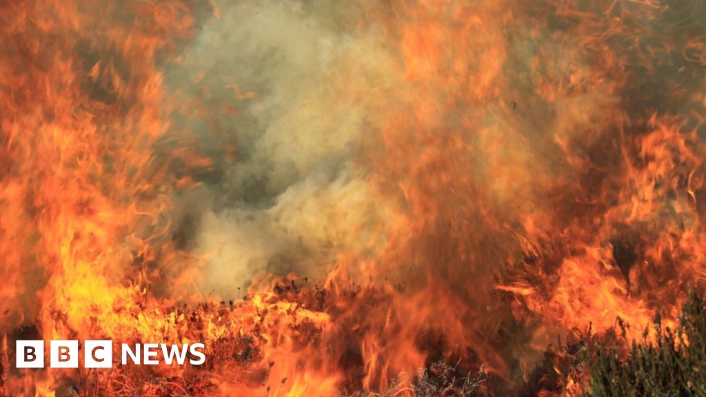 UK heatwave: 'A very dangerous few days,' says Dorset fire advisor ...