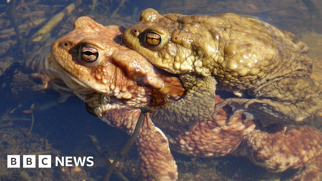 Toad numbers fall by two-thirds in 30 years - BBC News