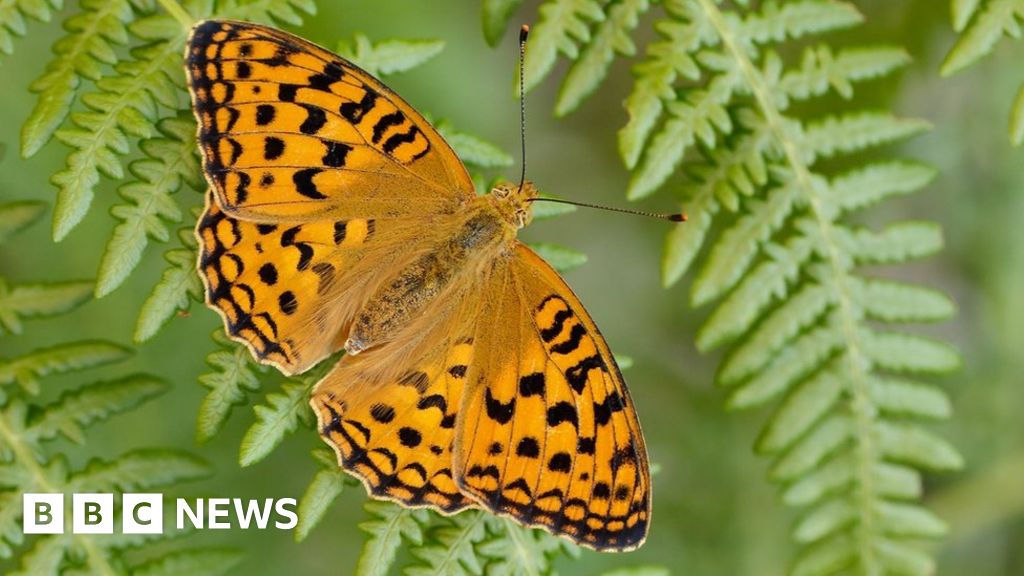 Rare butterfly 'thriving' on Dartmoor