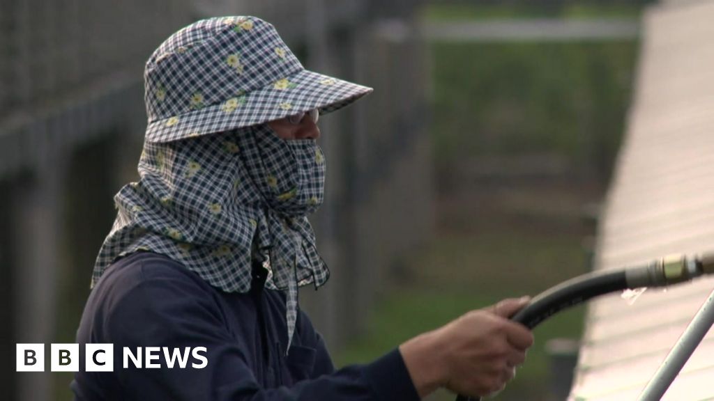 Taiwan's farmers 'growing' clean energy - BBC News