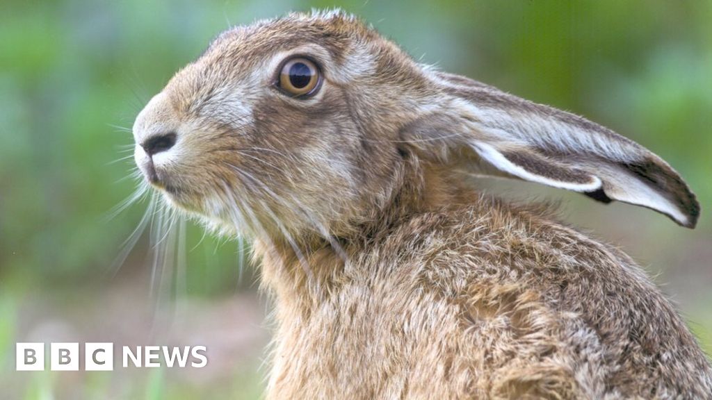 Mystery over dead hares in Suffolk and Norfolk