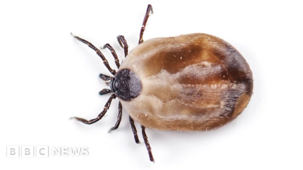 Japanese woman dies from tick disease after cat bite
