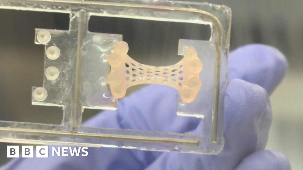 Stem cell heart patches 'could save lives' - BBC News