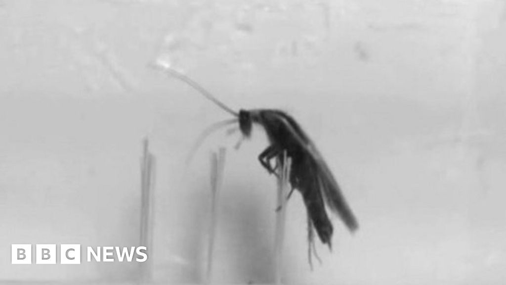 How cockroaches tackle obstacles - BBC News