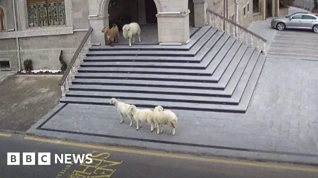 CCTV shows the moment farm animals visited a town hall - BBC News