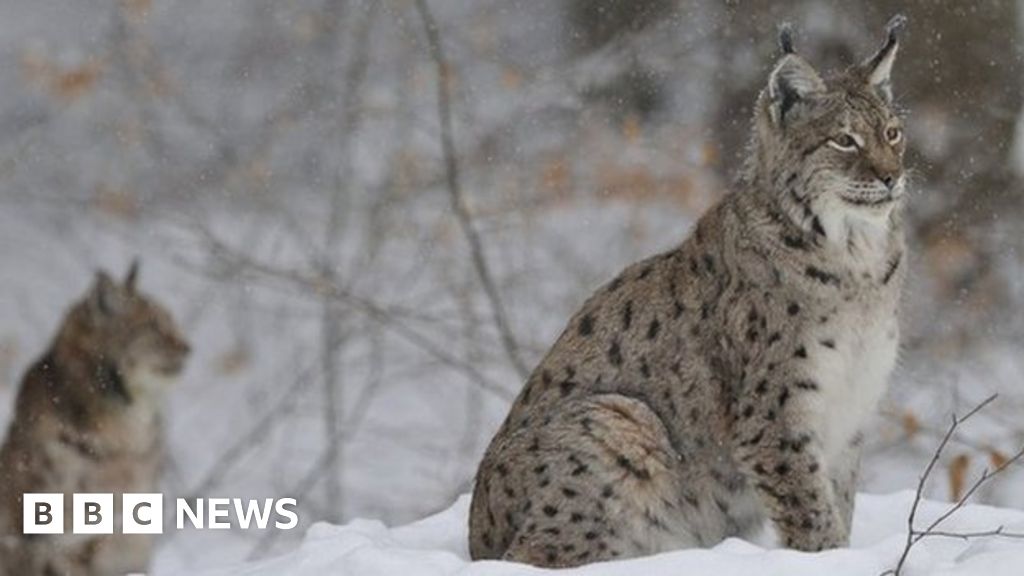 Re-introducing big predators wrong, says crofting federation - BBC News