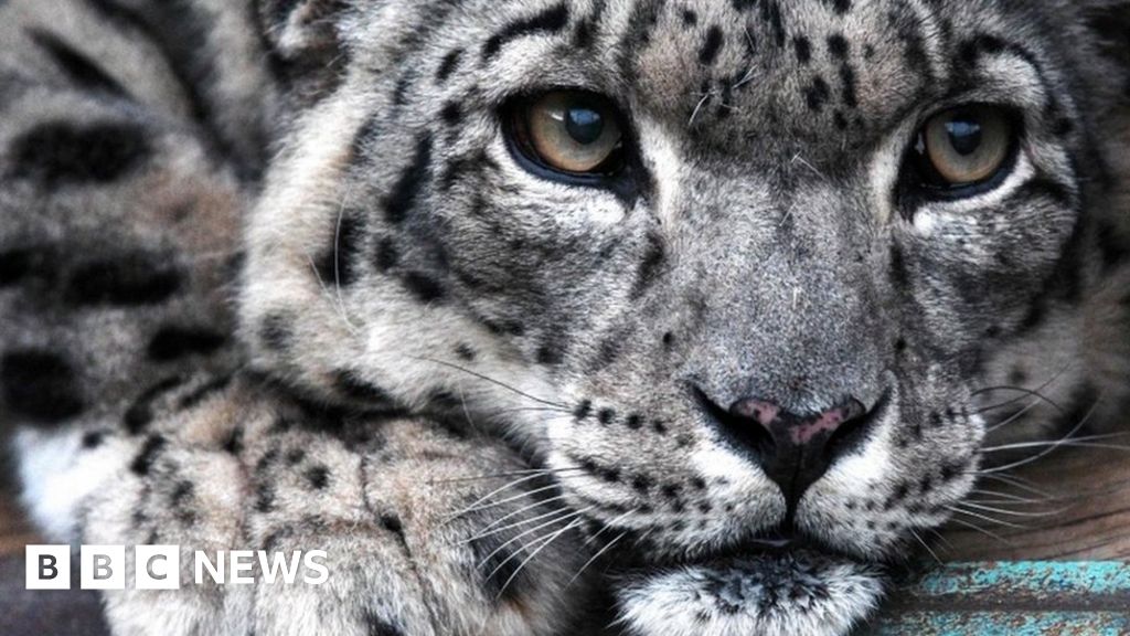 Snow leopard no longer 'endangered' - BBC News