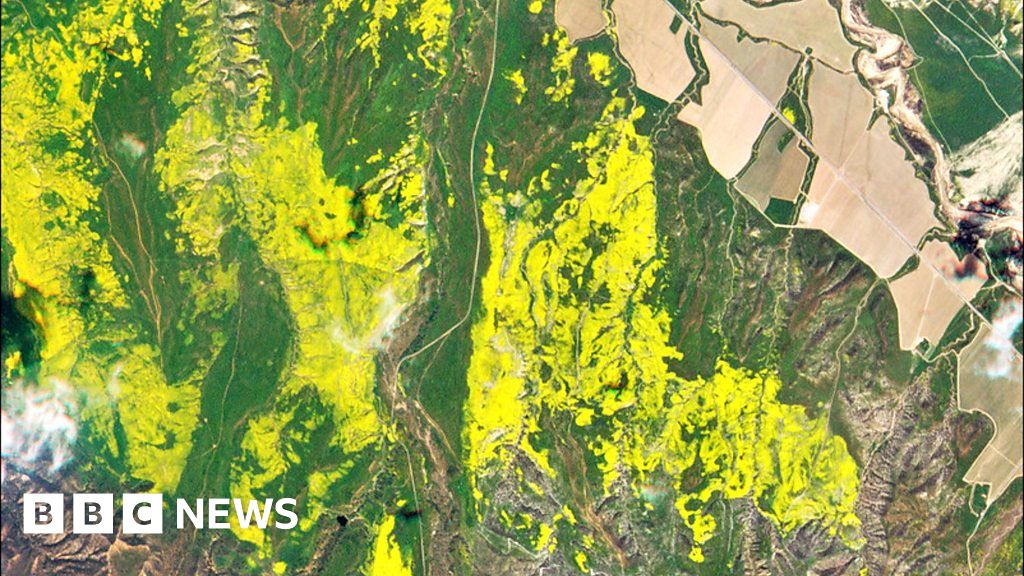 Wildflower 'super bloom' visible from space - BBC News